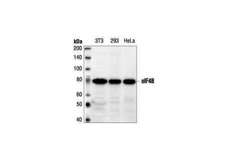 Eif4b Antibody Cell Signaling Technology