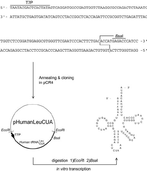 Scheme For The In Vitro Synthesis Of The Suppressor Trna From A