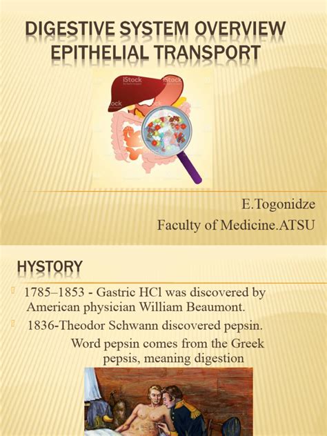 Digestive System Overview Pdf