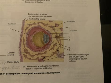 40 2 Embryonic Membrane Development Second Week Of Development
