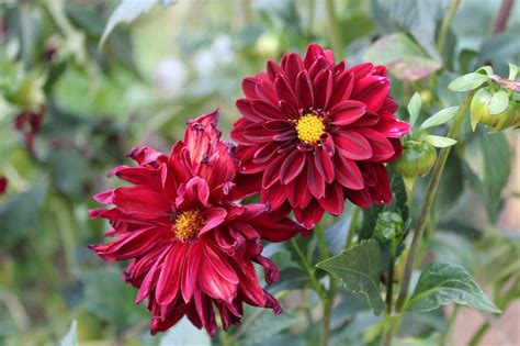 Wallpapernarium Bellas Flores Dalias