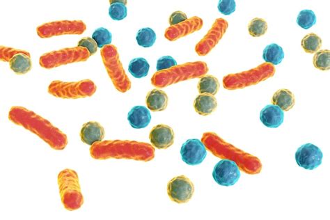 Subcellular Dissection Of Plant Immunity Towards Bacteria Research Outreach