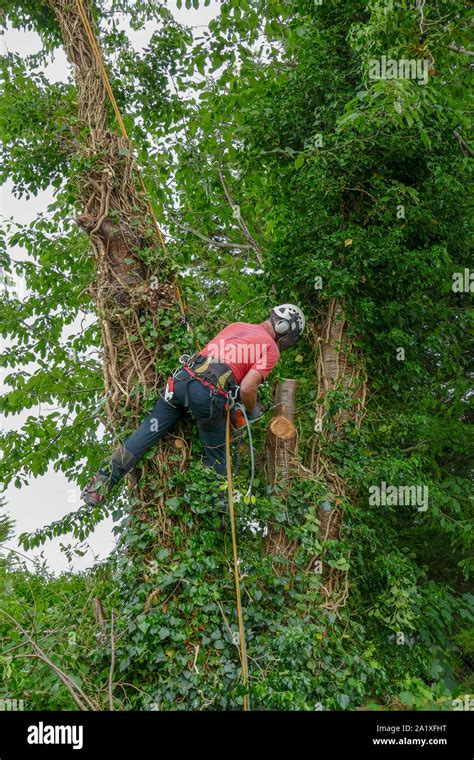 Arborist Or Tree Surgeon Roped Up A Tall Tree Using A Chainsaw Stock Photo Alamy