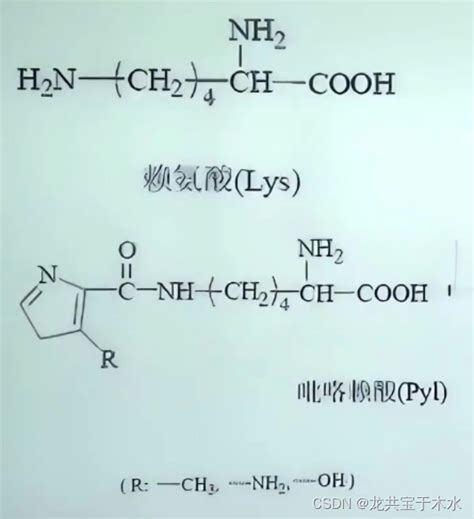 4生物化学与分子生物学——氨基酸 Pro能不能与dnfb或pitc起反应 Csdn博客