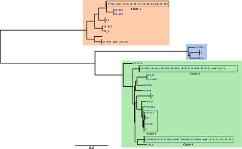 a maximum likelihood tree based on single nucleotide polymorphisms in