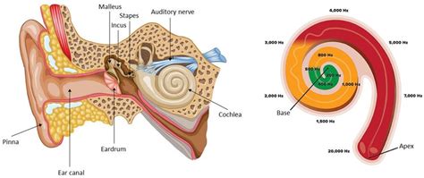 Peripheral Auditory System On The Left Part A Representation Of The Download Scientific