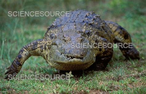 Speed Of Nile Crocodile On Land