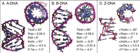 Representatiive Double Helical Structures Of Dna Structures Of A Dna