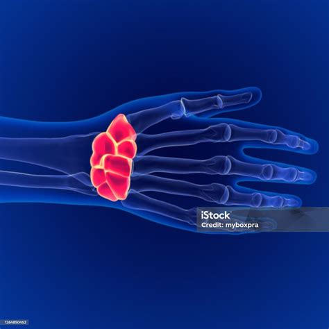 인간 해골 해부학 손목 뼈 등쪽 3d 렌더링 용 의료 개념 3차원 형태에 대한 스톡 사진 및 기타 이미지 3차원 형태 건강