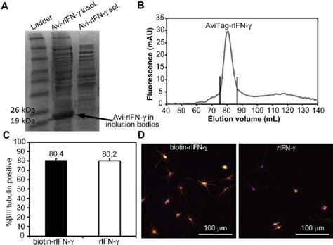 Recombinant Production Puri Fi Cation And Bioactivity Of Rat Biotin
