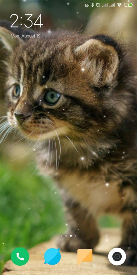 Android Için Cat Live Wallpaper İndir Android Için Cat Live Wallpaper İndir