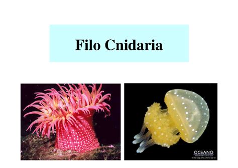 Filo Cnidaria Filo Cnidaria Características Gerais Apomorfias De