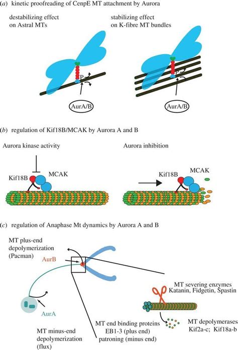 Aurora Kinase Alchetron The Free Social Encyclopedia