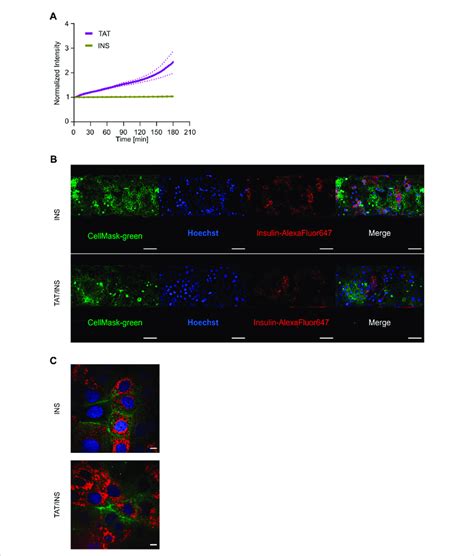 Multiplexed Live Cell Imaging For Assessing The Intracellular Download Scientific Diagram