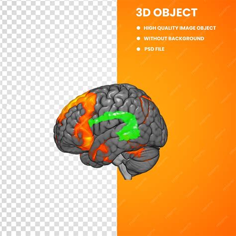 Premium Psd Brain Functional Magnetic Resonance Imaging Epilepsy