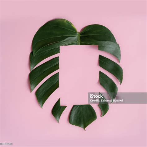 파스텔 핑크 배경에 몬스터 잎을 잘라 창조적 인 레이아웃 복사 공간이 있는 최소한의 열대 자연 구성 0명에 대한 스톡 사진 및 기타 이미지 Istock