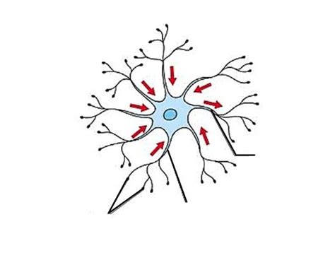 Intermediate Relay Neurone Diagram Diagram Quizlet