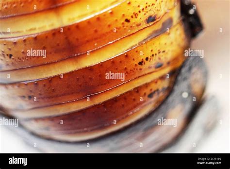 Macro Photo Madagascar Hissing Cockroach Gromphadorhina Portentosa On