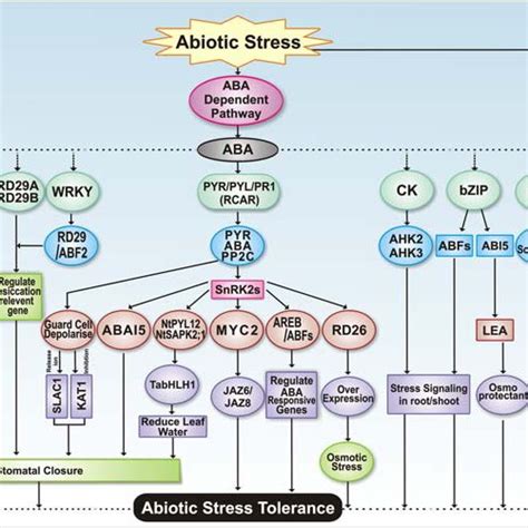 Pdf Insight Into Abscisic Acid Perception And Signaling To Increase