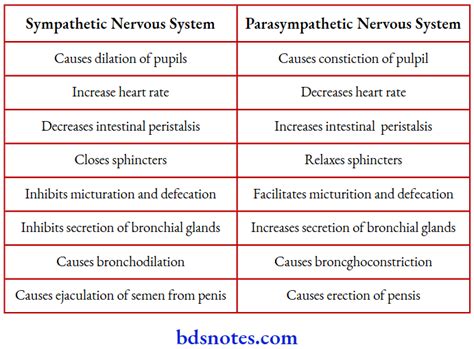 Difference Between Sympathetic And Parasympathetic Bds Notes