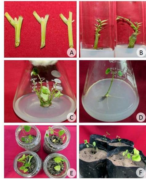 Micropropagation Of Pterocarpus Marsupium From Nodal Explants A F A Download Scientific