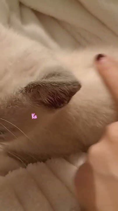 Kity Con Sonido De 📚 Asmr Cat Cute Apoyen Youtube