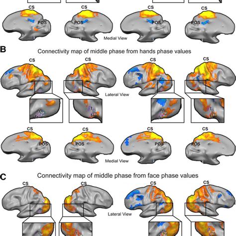 Functional Connectivity Reveals Body Part Specific Whole Brain Download Scientific Diagram