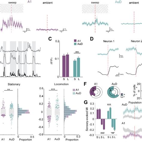 Transsynaptic Tracing Of Projections From Motor Cortex To Primary A1 Download Scientific