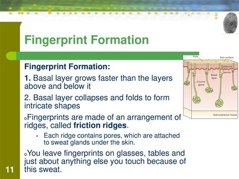 Fingerprints History and Anatomy - ppt download