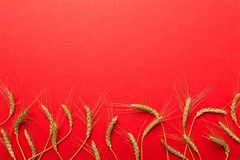 밀 귀 떼가 닫히고 색깔이있는 배경에 씨앗이 있습니다 천연 시리얼 식물 수확 시간 개념 상단보기 복사 공간이있는 평평한 누워 세계 밀 위기 3가지 개체에 대한 스톡 사진 및