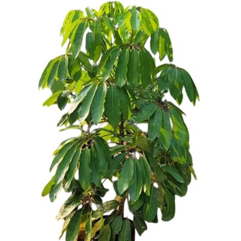 Buy 1 Brassia Actinophylla Jiffy Plants Affordable Price