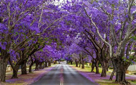 Jacarandas Walk Johannesburg South Africa Jacaranda Tree Beautiful Tree Purple Trees