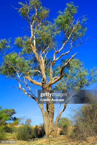 Coolibah Photos And Premium High Res Pictures Getty Images