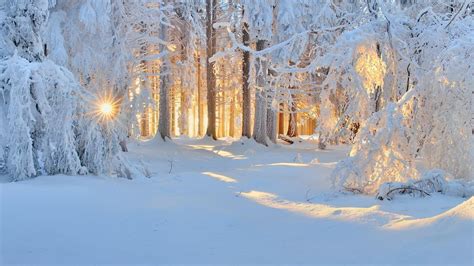 White Forest Path Snow Winter Sunlight Wallpapers Wallpaper Cave