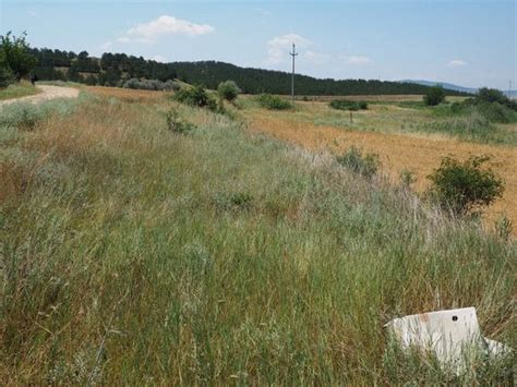 Echinops Microcephalus Sm Bělotrn Ježibaba Botanycz