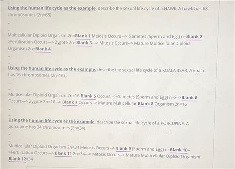 Solved Using The Human Life Cycle As The Example Describe Chegg Com