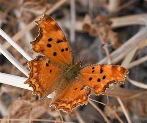 Polygonia Egea In Crete Greece Southern Comma