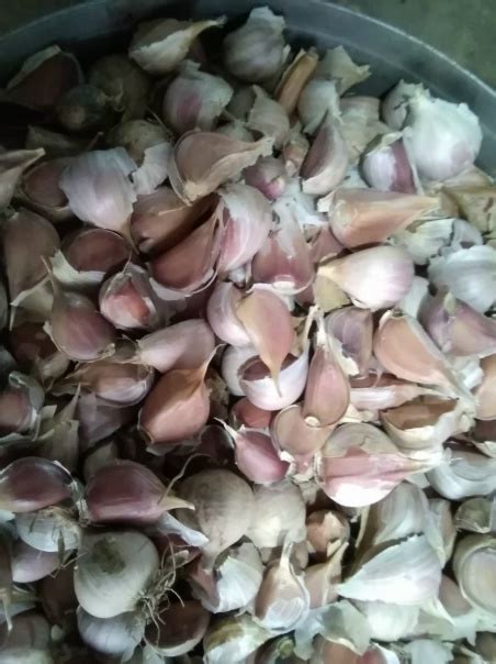 Продам чеснок оптом от 3кг на посадку 120 руб кг на еду 140руб за 1кг Тел 79787338728