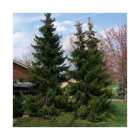Siberian Spruce Tree