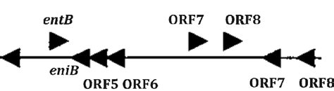 2 Organisation Of Genes Around The Structural Enterocin B Gene Entb