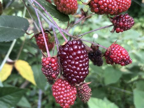 31 Facts About Midyim Berry