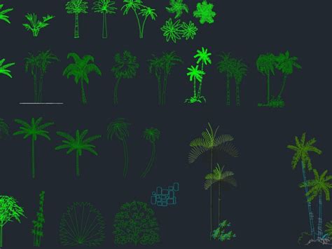 Palm Tree Cad Block 2D DWG Elevation For AutoCAD Designs CAD