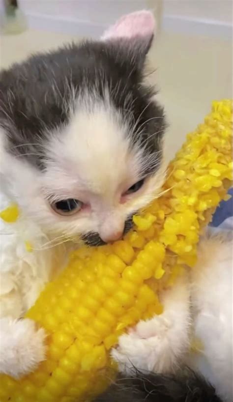 140 Cats Ideas To Save Today Pretty Cats Cats Cute Cats And More