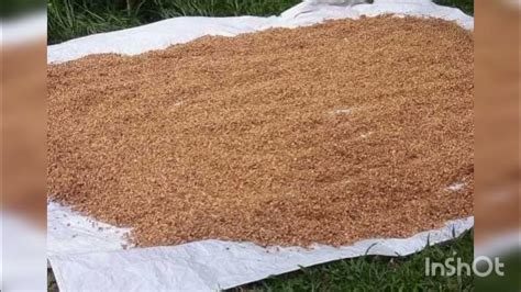 පොල් ලෙලි කැබලි කිරිම පිලිබද මුලික උපදෙස් Youtube