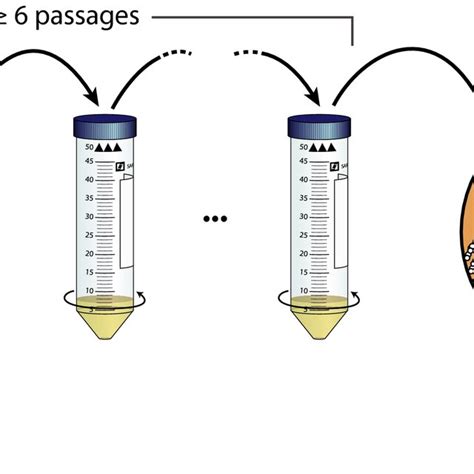 Plasmid Curing After Successful Genome Engineering Of Pseudomonas The Download Scientific