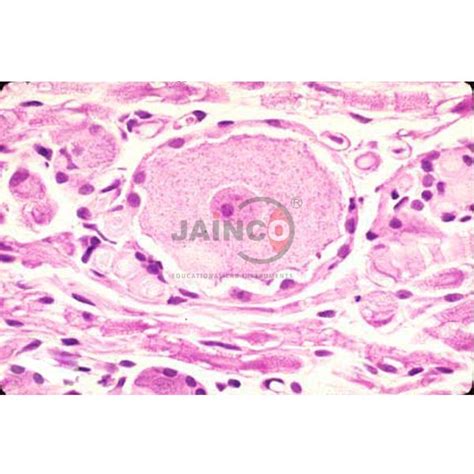 Histology Nerve Cell Prepared Slide