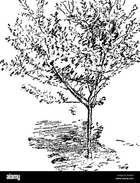 This Introductory Botany Guide Covers The Basic Types Of Tree Trunks