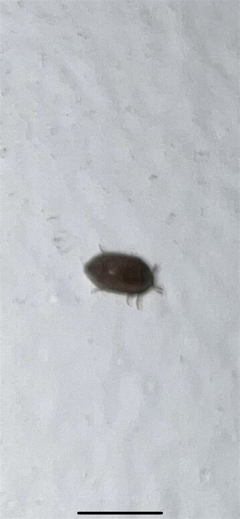 Any Ideas On What This Bug Could Be Doesnt Look Like A Bedbug To Me