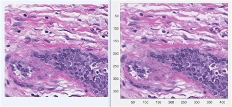 Hande Histology Color Normalization Instructions Colorassignmanualm