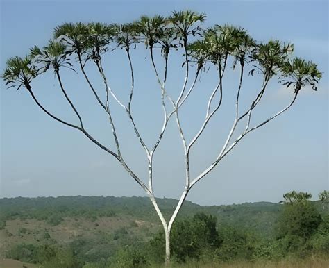 数据结构(java):树and二叉树如何判断树的类型数据结构 Csdn博客 数据结构(java):树and二叉树如何判断树的类型数据结构 Csdn博客